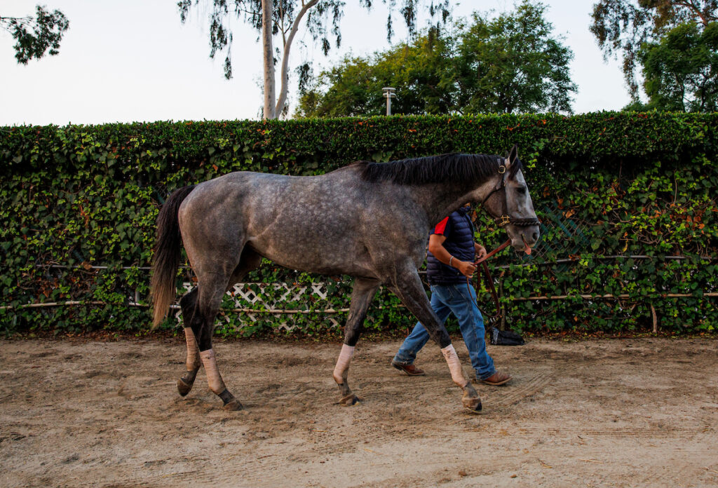 Belmont Winner Arcangelo Out Of Breeders’ Cup Classic; Retired | Horse ...