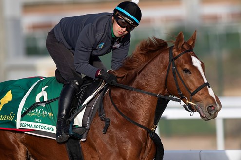 2024 Dubai World Cup Contender Profile: Derma Sotogake | Horse Racing News