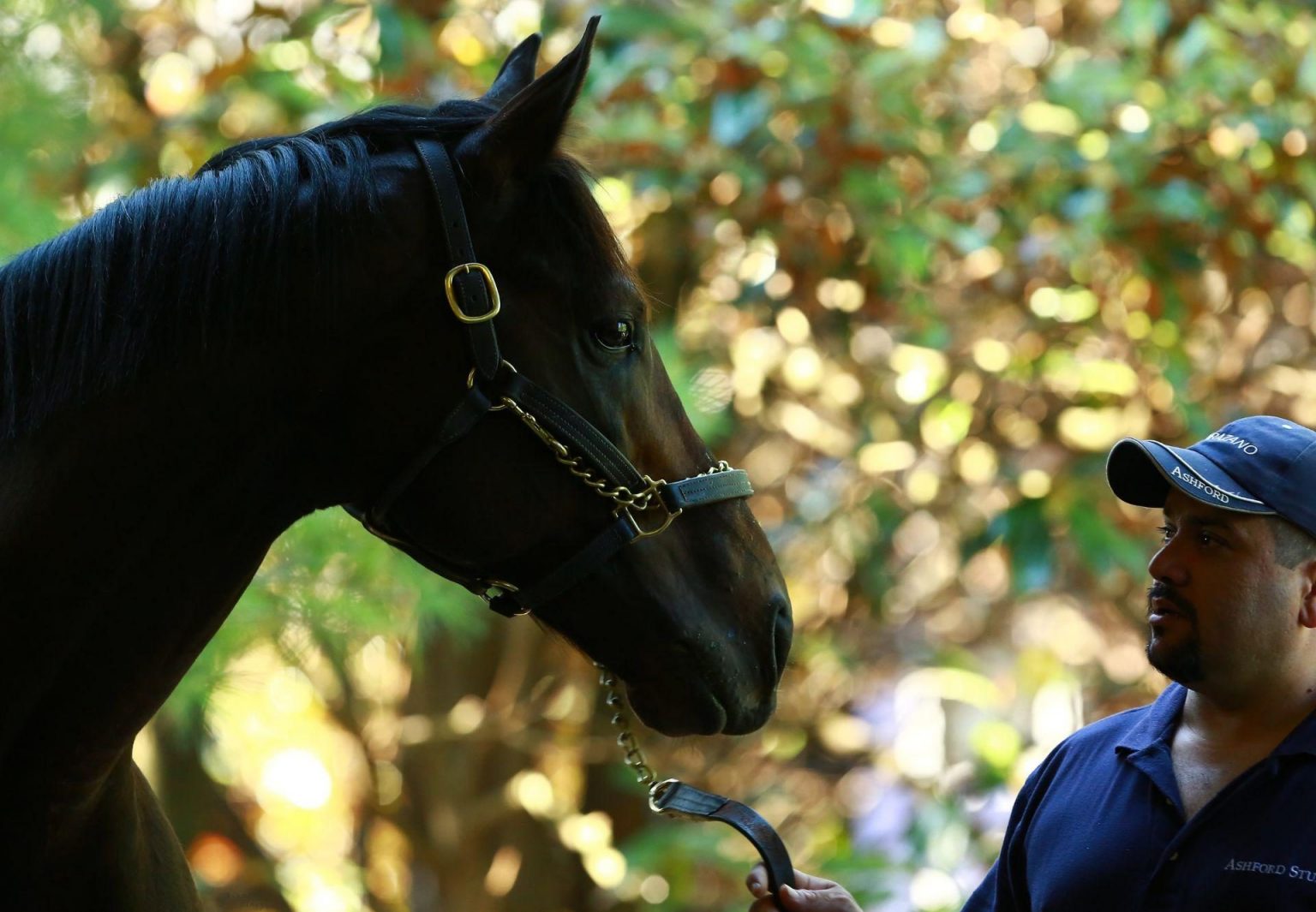 Uncle Mo, Champion And Top Sire, Dead At 16 | Horse Racing News