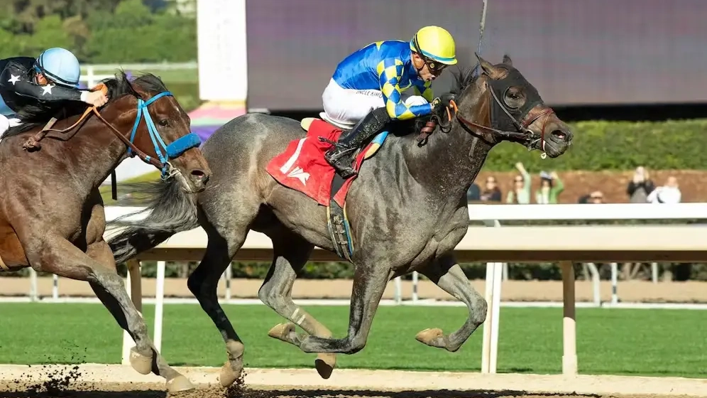 Pegasus World Cup Contender Profile: Madaket Road | US Racing